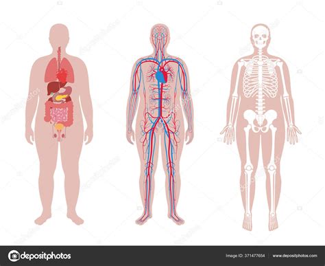 Internal Structure Of Human Body Stock Vector By ©pikovit 371477654