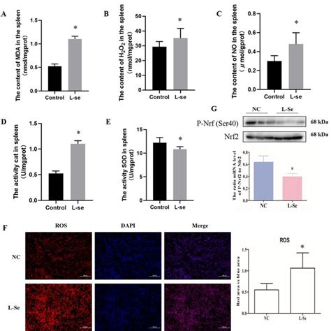 Gene Special Primers Used For Qpcr Download Scientific Diagram
