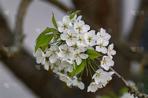 春意盎然的花园