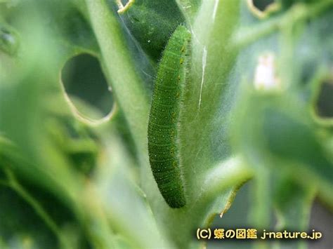 モンシロチョウの卵、幼虫、蛹