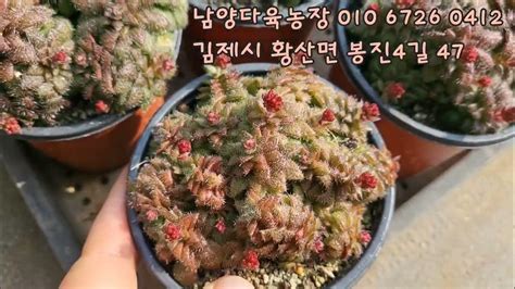 요즘 이쁜 다육 요즘 인기 있는 다육 소개합니다 남양다육 Youtube