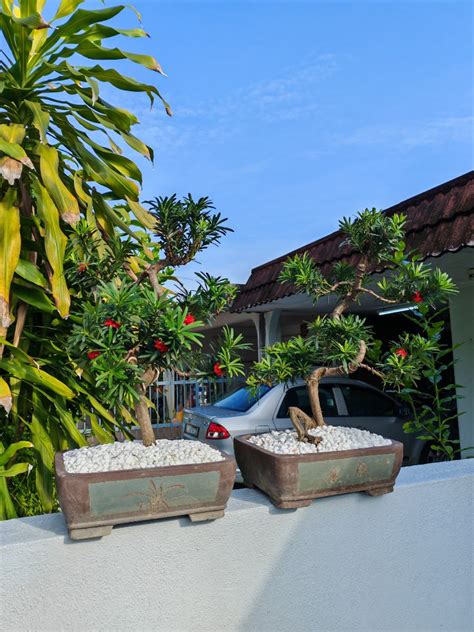 Bonsai Podocarpus Tree Furniture And Home Living Gardening Plants