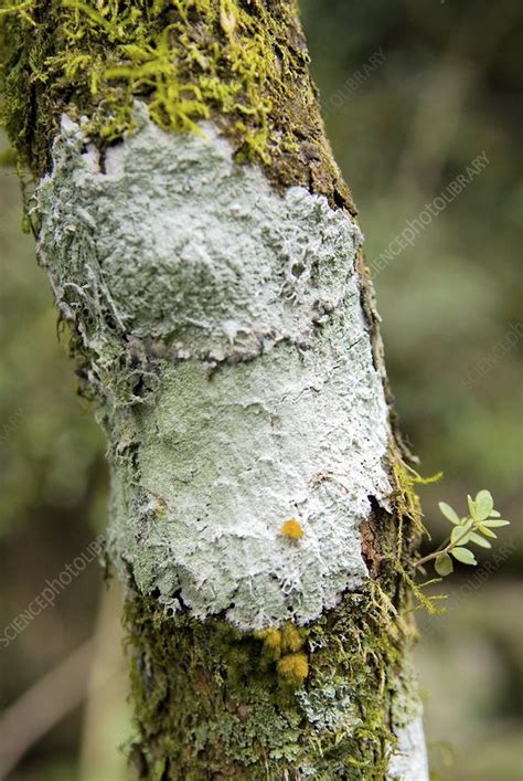 Lichen On A Tree Trunk Stock Image C Science Photo Library