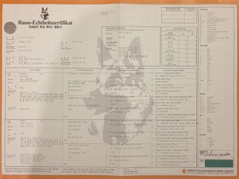 세퍼트분양 세퍼드분양 한국 저먼 세퍼트 견사호 클럽