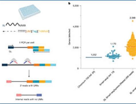 Borzoi Predicting Rna Seq Coverage From Dna Sequence As A Unifying