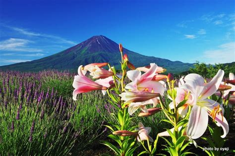 河口湖大石公園の花と富士山 富士山見えたら