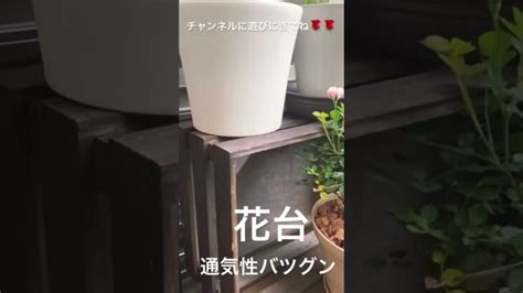 ダイソーの木箱活用4選ガーデニング ベランダガーデニング ガーデニング garden gardening Room Tour 18
