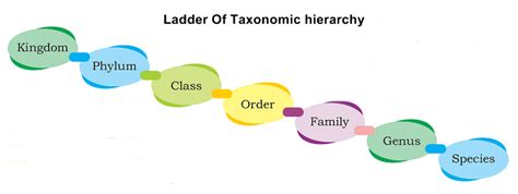 Taxonomic Hierarchy Off The School