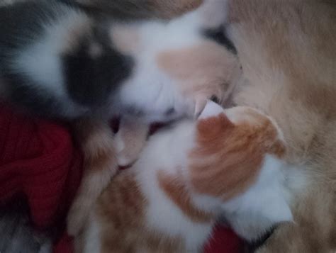 Отдам котят в добрые руки Котятам 1 месяц Рыжий - мальчик И 2 девочки ...