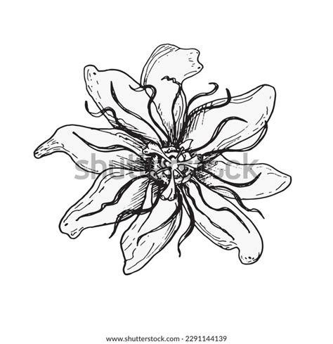 Passion Flower Vector Illustration Isolated On Stock Vector Royalty