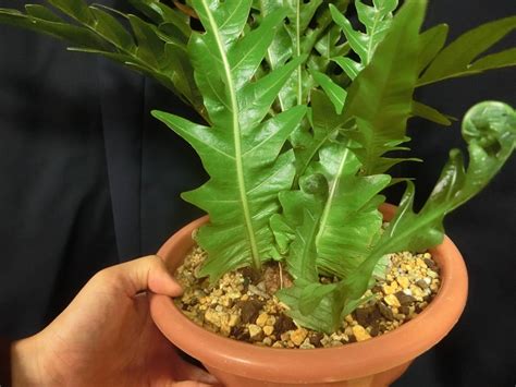 【個人栽培品】aglaomorpha アグラオモルファ カザリシダ 強健 大株 8号鉢 シダ 着生植物の落札情報詳細 ヤフオク落札価格検索