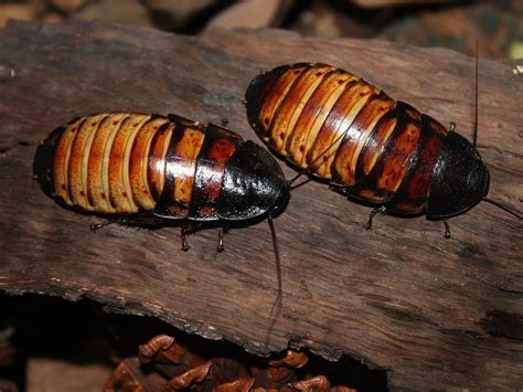 Madagascar Hissing Cockroach