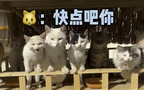 养了好多流浪猫猫 五月麻麻的小可爱们 五月麻麻的小可爱们 哔哩哔哩视频
