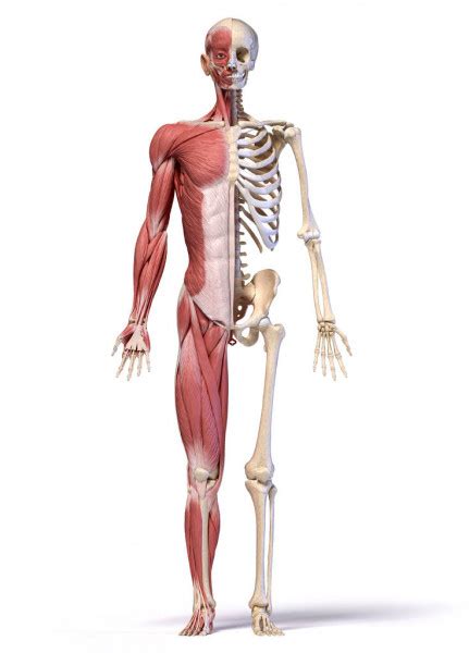 Half Skeleton Half Human