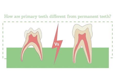 How Are Primary Teeth Different From Permanent Teeth By