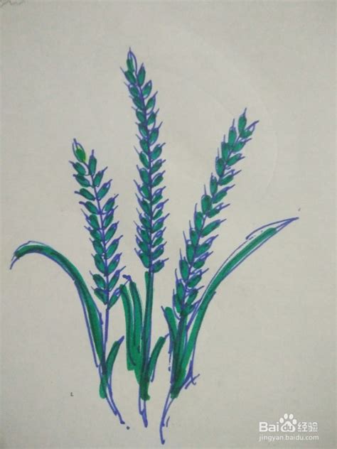 小满图片简笔画 小满简笔画 简笔画图片大全 大山谷图库