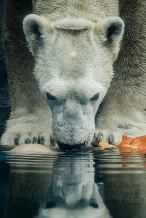 Polar Bear Drinking Photograph By Shannon Kunkle Fine Art America