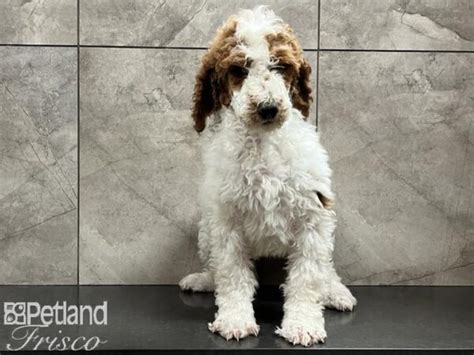 Standard Poodle Dog Female Cream 3089386 Petland Frisco Texas