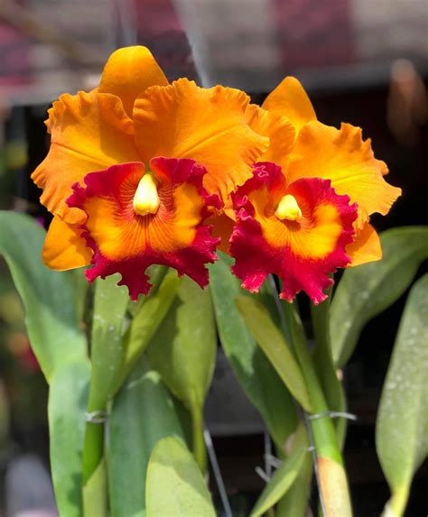Orchid Cattleya Rlc Nakornchaisri Delight 3 Nfs Orchidgarden