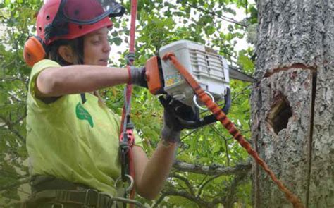 Veteranisation Of Young Trees Ancient Tree Forum Ancient Tree Forum