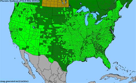 Elderberry Natures Restaurant A Complete Wild Food Guide Fields Forests And Wetlands Foods