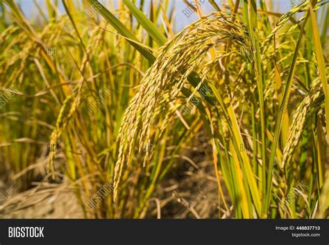 Rice Field On Rice Image And Photo Free Trial Bigstock