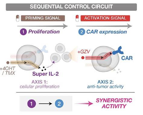 Synthetic Gene Circuit To Hone Car T Therapy William A Haseltine Phd William A Haseltine Phd