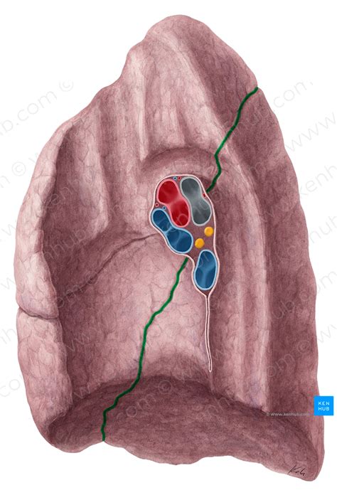 Oblique Fissure Of Right Lung 3666 Kenhub Image License Store