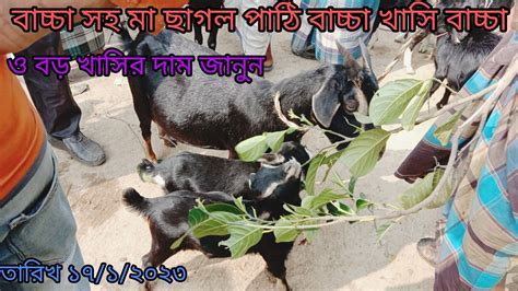 ময়মনসিংহ ভালুকা বাটাজোর ছাগলের হাট থেকে দেশী বাচ্চা সহ মা ছাগল পাঠি