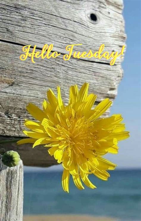 Happy Tuesday Coastal Lovers ~ Nel 2024