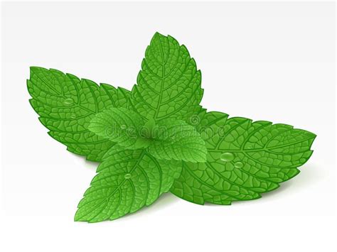 Hoja De La Menta Ilustración Del Vector Ilustración De Hoja 19096703