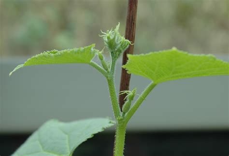 Growing Gherkins Australia At Hillary Mccarty Blog