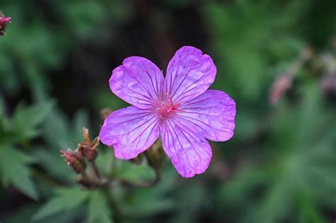 매크로에서 록 키 산 야생화 Wasatch 정면 록 키 산맥에서에서 큰 미루나무 협곡 유타 서쪽 미국에서 도넛형 폭포 등산로 따라 숲의 전체 여름 꽃 보기를 닫습니다 0명에