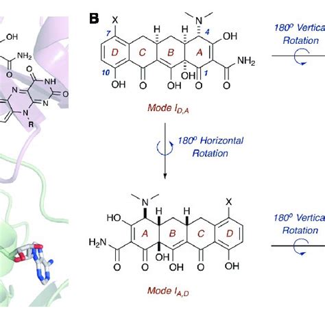 A X Ray Crystal Structure Of Ctc Bound To Tetx In Binding Mode I