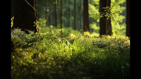 🍂 신비롭고 고요한 숲 속 자연의 주파수 432 Hz Dna 복구 효과 광고 없는 45분 음악 🍁 힐링 릴렉스 이완 치유 스트레스 해소 테라피 Youtube