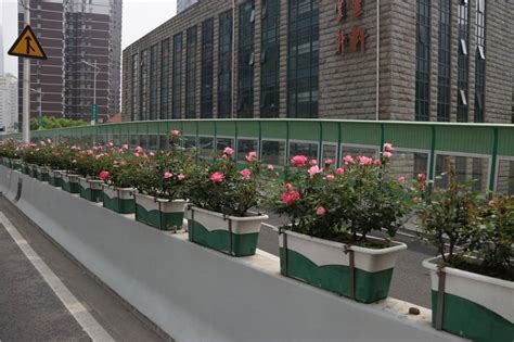 高架花带全线“飘红” 上海打造百条月季紫薇特色花道绿化