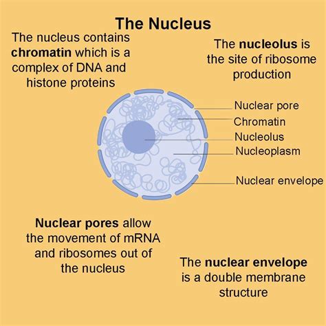 Nuecleus Nucleus Structure Explained Ioteach Posted On The Topic