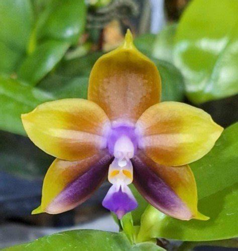 Phal Mituo Princess Blue Orchibias