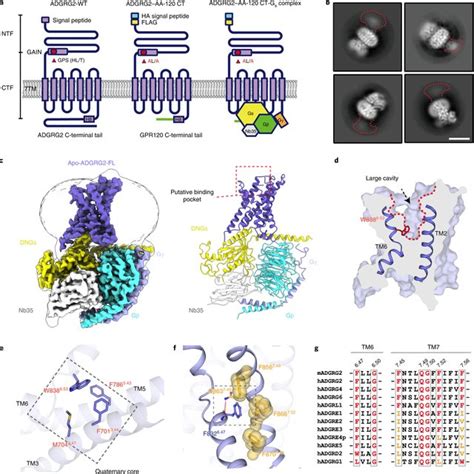 Cryo Em Structure Of Dhea Bound Adgrg2 A B Orthogonal Views Of The Download Scientific Diagram
