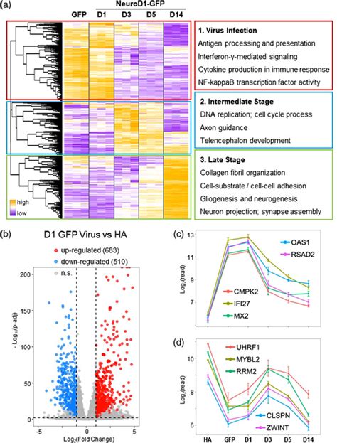 Transcriptomic Analyses Of Neurod1‐mediated Astrocyte‐to‐neuron