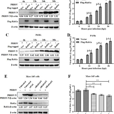 Rab1a Increases Prrsv Replication A And C Western Blot Assay For N
