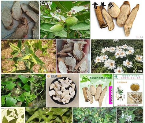 青羊参 Cynanchum otophyllum 拉丁名学名属名科名植物生活型图片