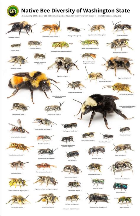 Native Bees Of Washington State Poster Native Bees World Wild Life Bee