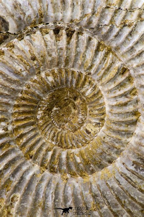 Top Beautiful 333 Inch Perisphinctes Virguloides Late Jurassic