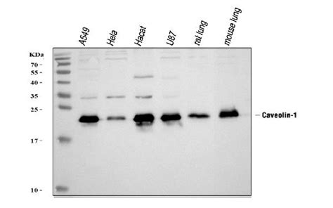 Anti Caveolin 1cav1 Antibody