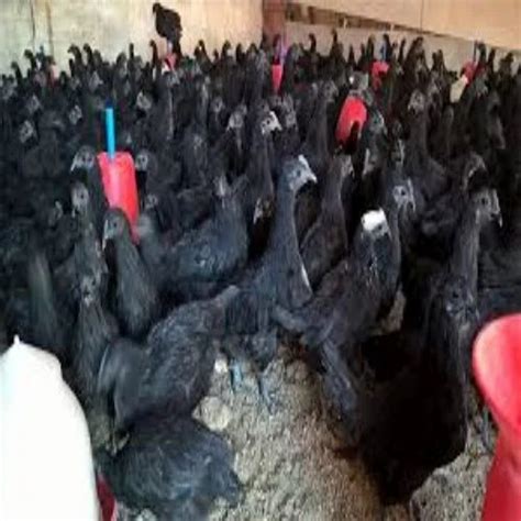 Jet Black Kadaknath Hen Chicken High Max 15 Kg Per Birds At Rs 300