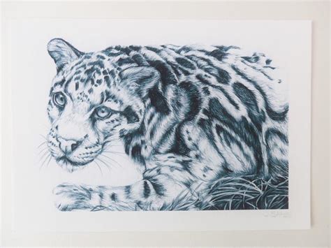 Clouded Leopard Drawing At PaintingValley Com Explore Collection Of Clouded Leopard Drawing