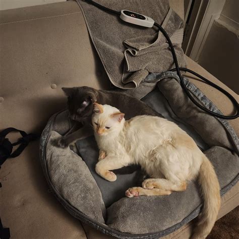 Are Flamepoints Vocal Rflamepoints