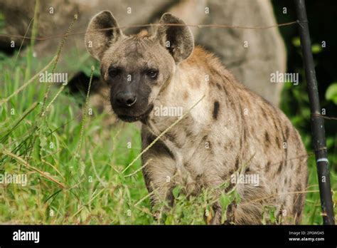 Spotted Hyaena Looking Hyaena Is The Largest Type Of Hyena Polka Dot