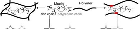 粘膜粘附：粘蛋白 聚合物分子相互作用international Journal Of Pharmaceutics X Mol
